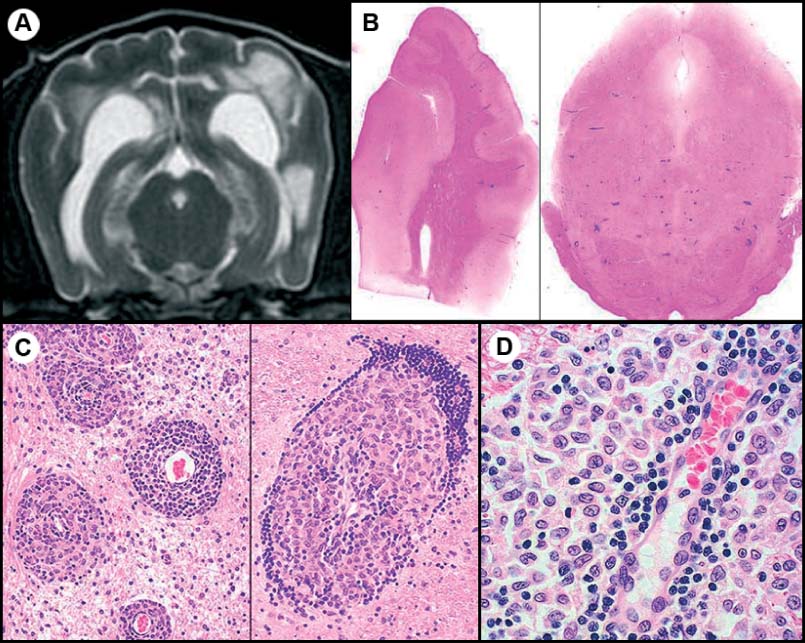Encephalitis – Veterinary Neurology